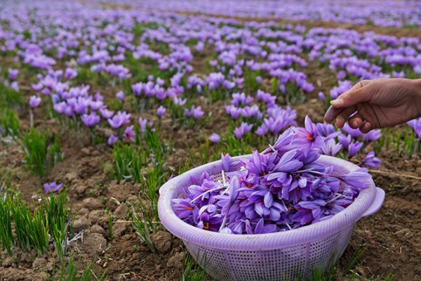 Saffron là gì? Vì sao Saffron lại đắt đỏ như vậy? - AtlasGarden